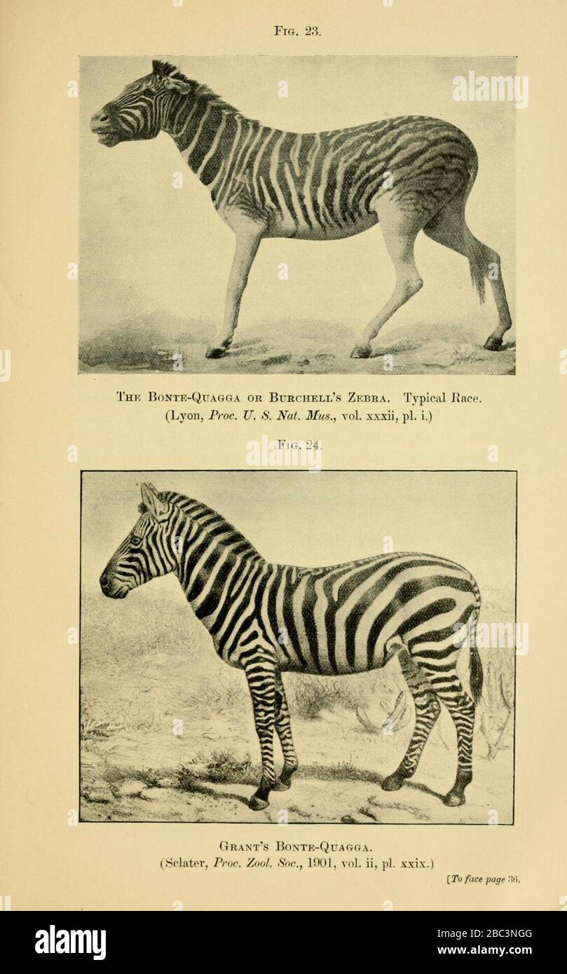 Guide to the specimens of the horse family (Equidæ) exhibited in the ...