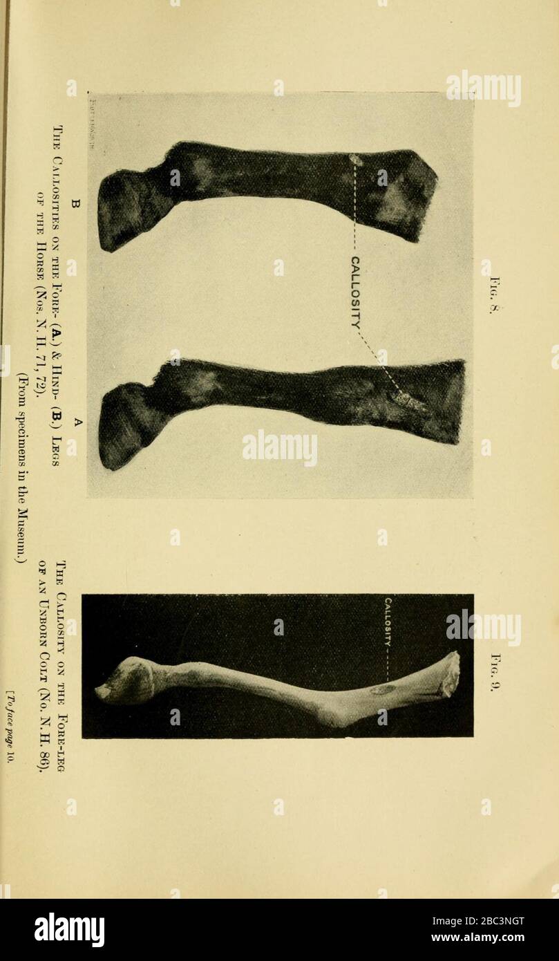 Guide to the specimens of the horse family (Equidæ) exhibited in the ...