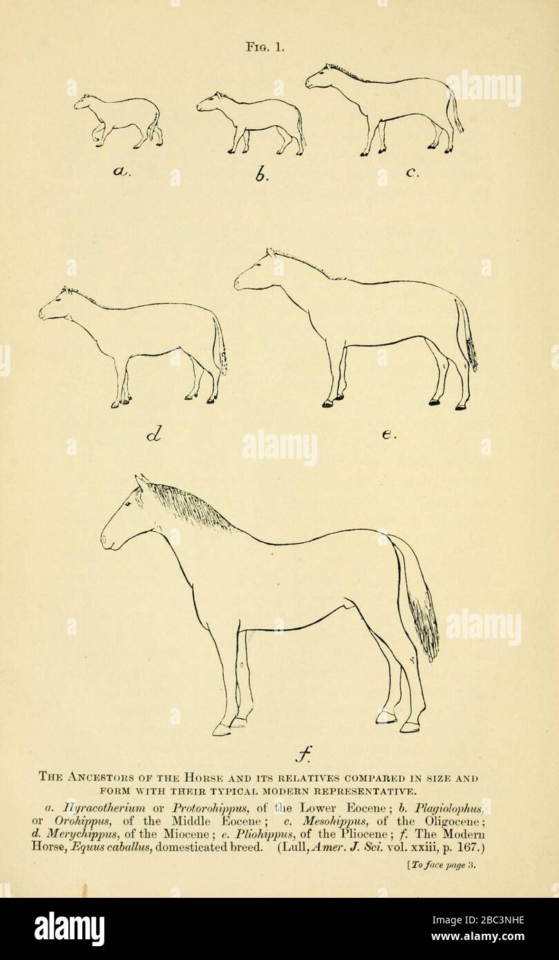 Guide to the specimens of the horse family (Equidæ) exhibited in the ...