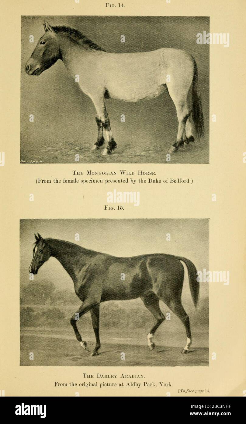 Guide to the specimens of the horse family (Equidæ) exhibited in the ...