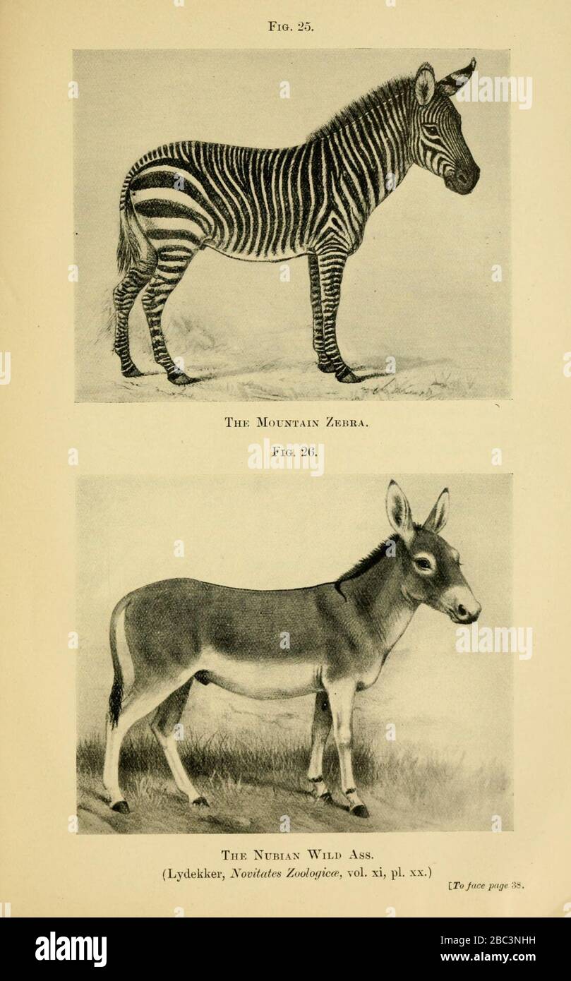 Guide to the specimens of the horse family (Equidæ) exhibited in the ...