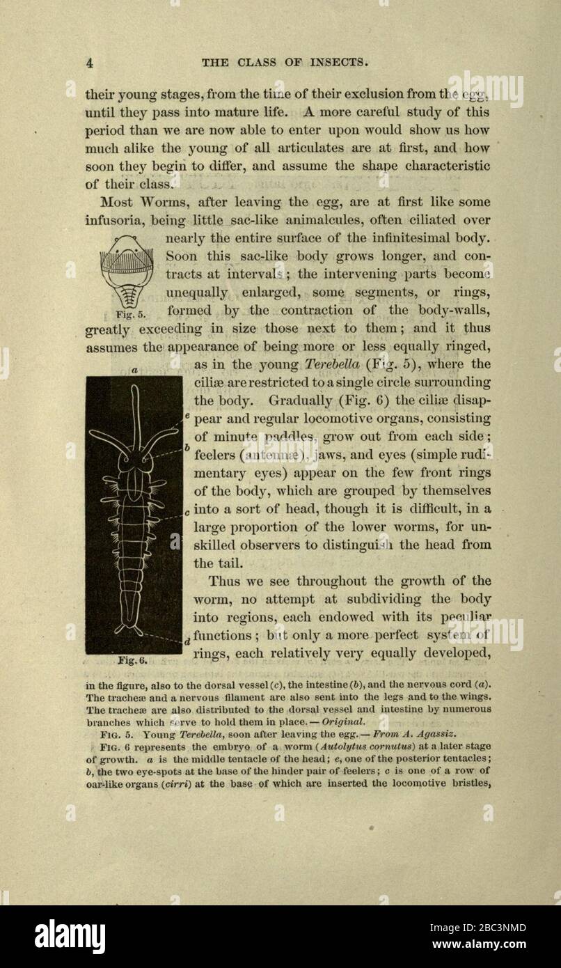Guide to the study of insects Stock Photo - Alamy