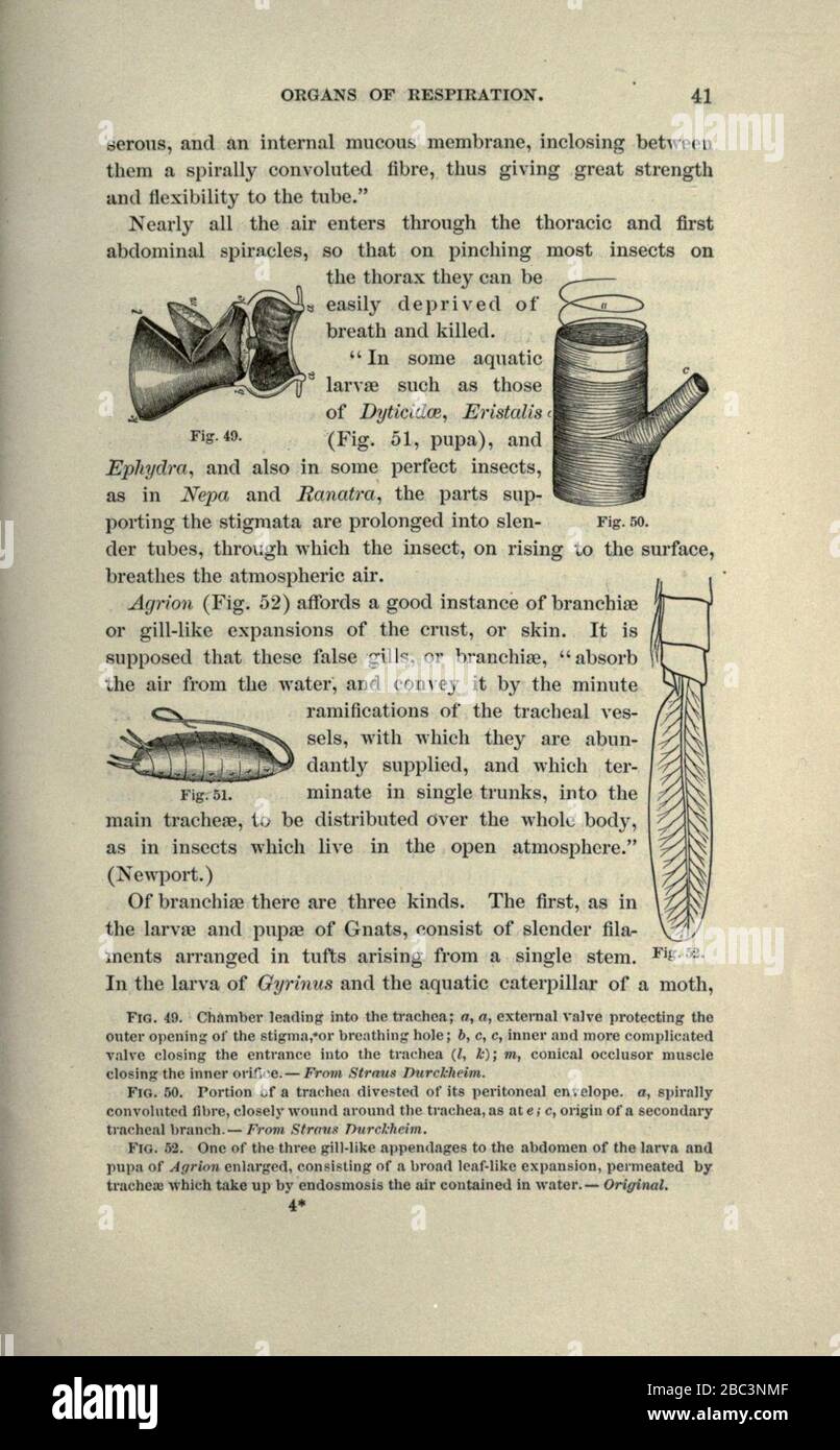 Guide to the study of insects Stock Photo - Alamy