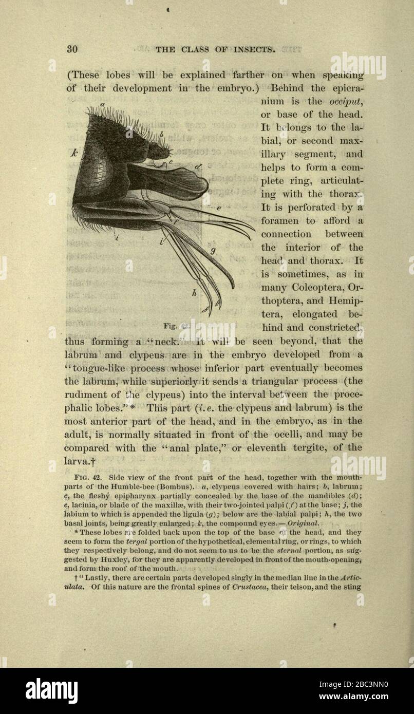 Guide to the study of insects Stock Photo - Alamy