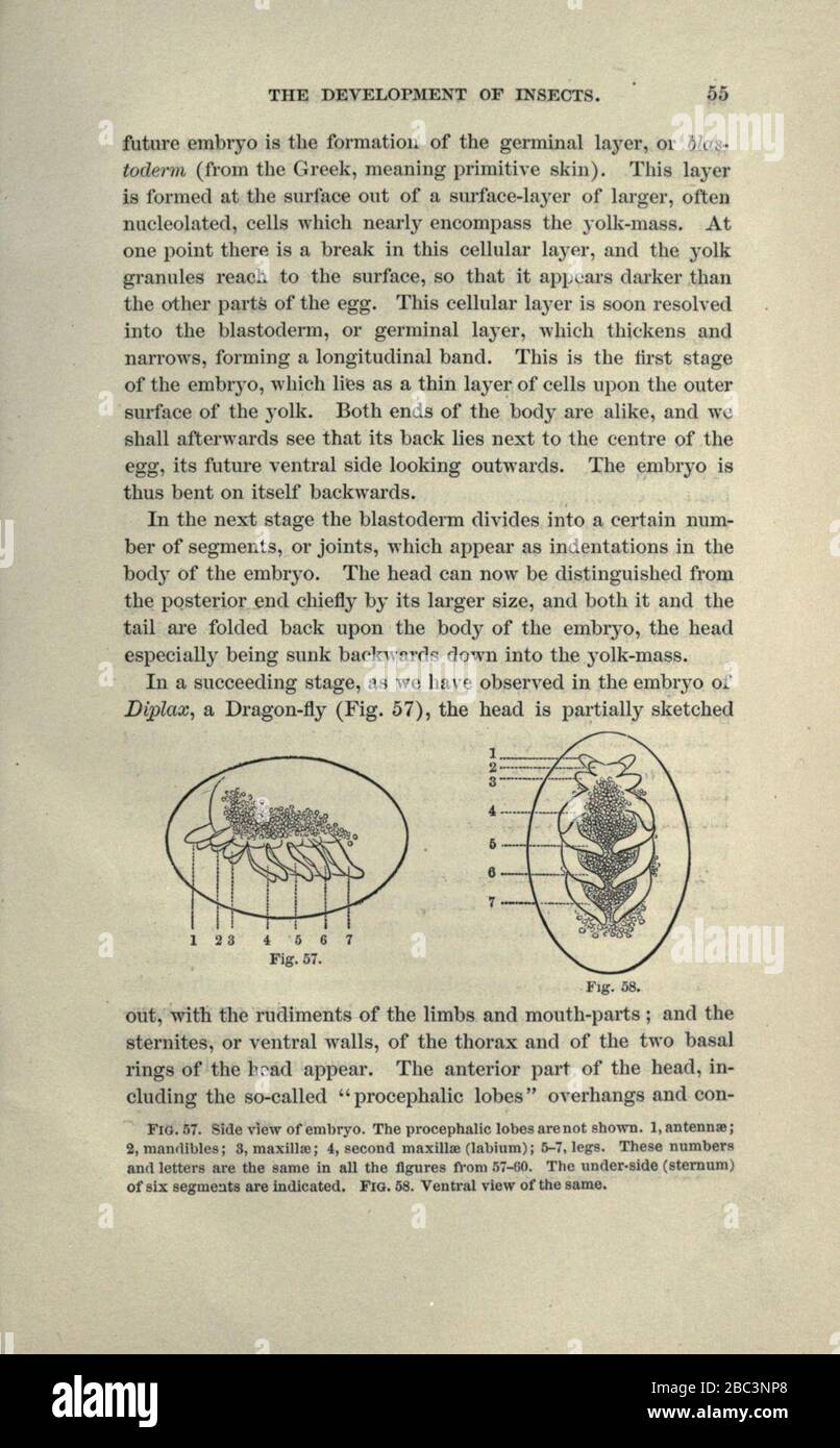 Guide to the study of insects Stock Photo - Alamy