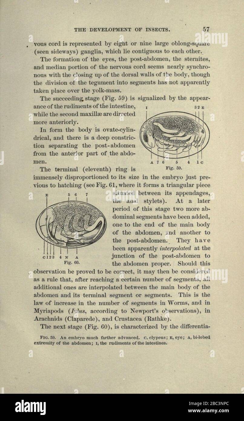 Guide to the study of insects Stock Photo - Alamy