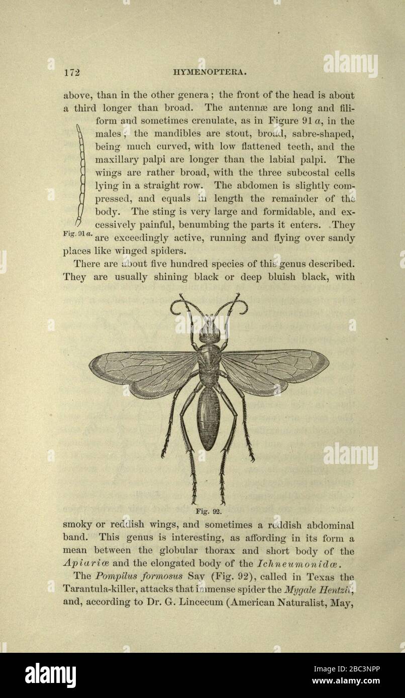 Guide to the study of insects Stock Photo - Alamy