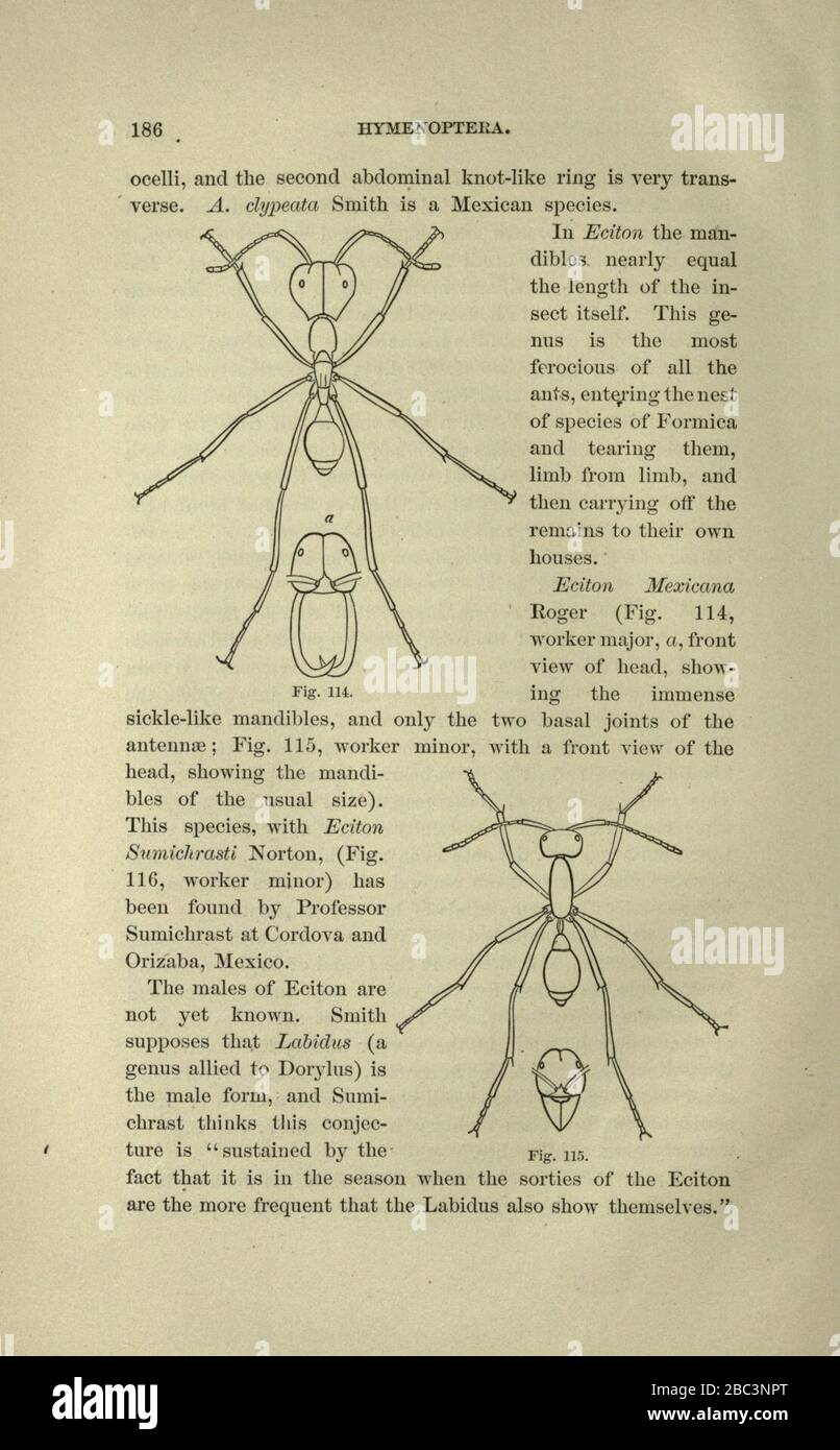 Guide to the study of insects Stock Photo - Alamy