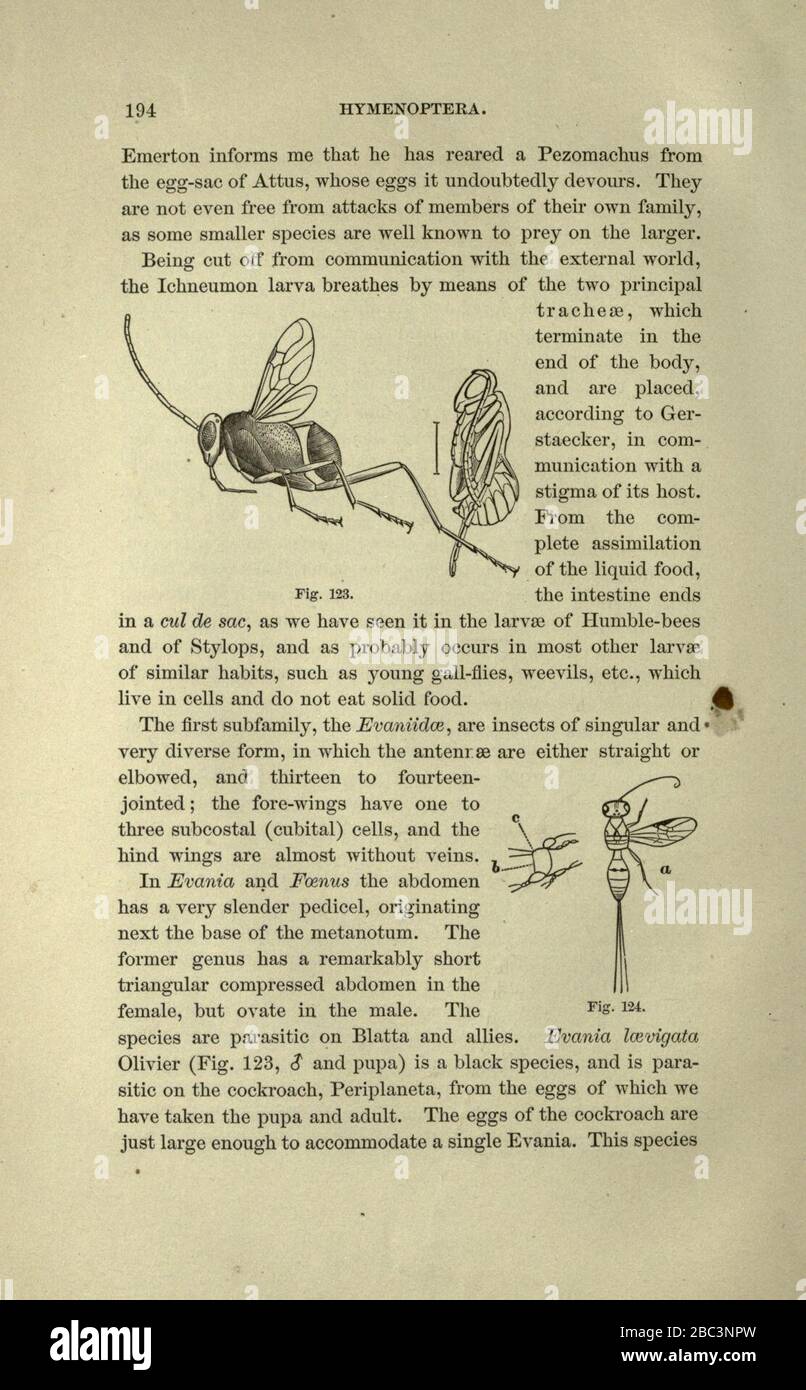 Guide to the study of insects Stock Photo - Alamy