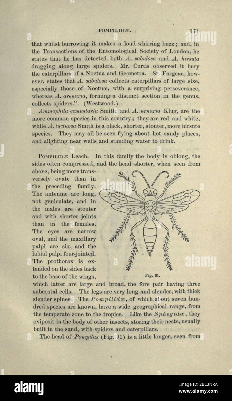 Guide to the study of insects Stock Photo - Alamy