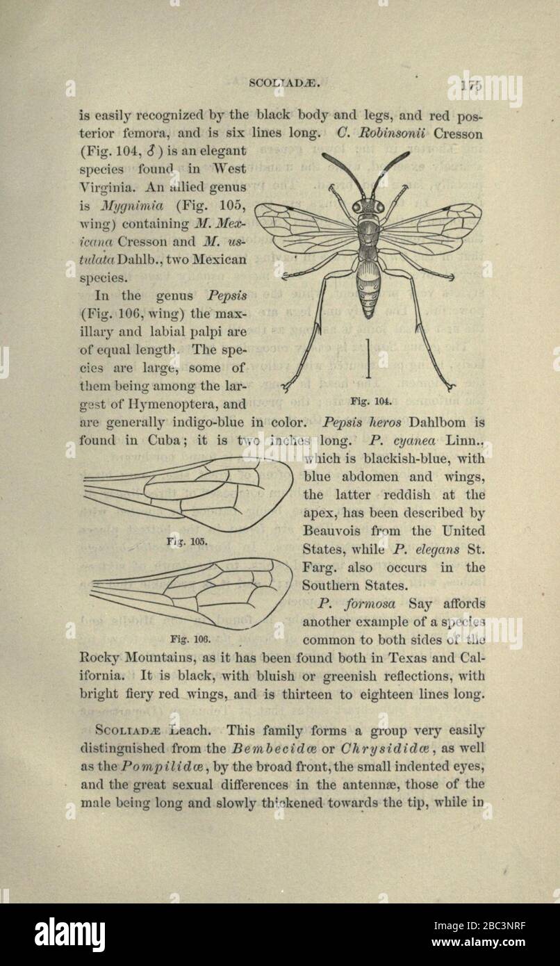 Guide to the study of insects Stock Photo - Alamy