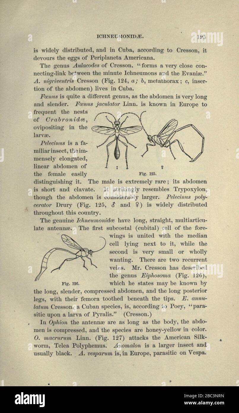 Guide to the study of insects Stock Photo - Alamy