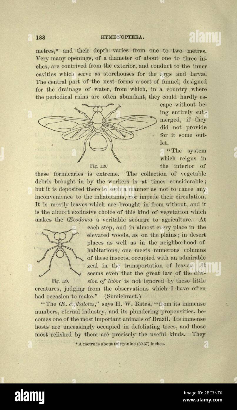 Guide to the study of insects Stock Photo - Alamy