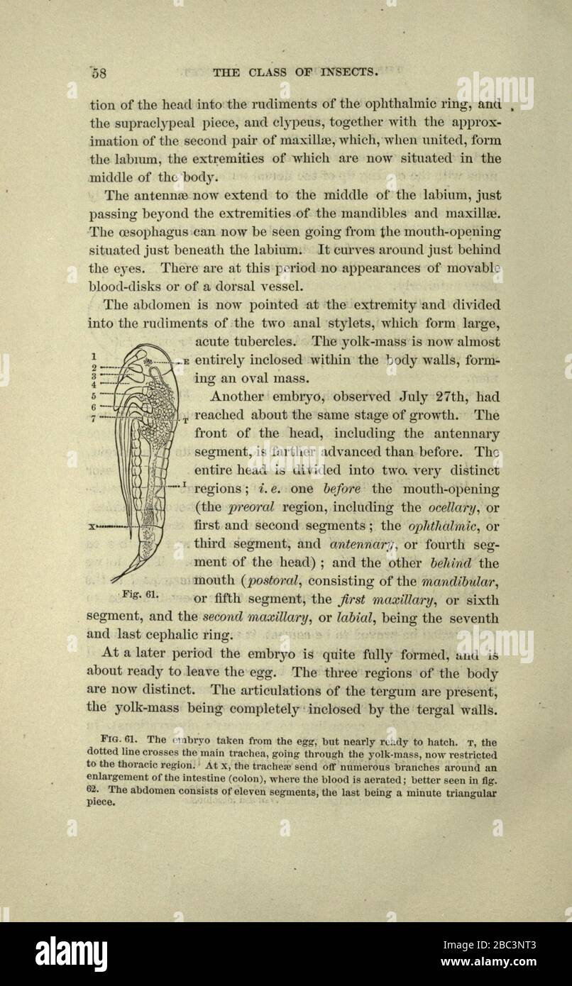 Guide to the study of insects Stock Photo - Alamy