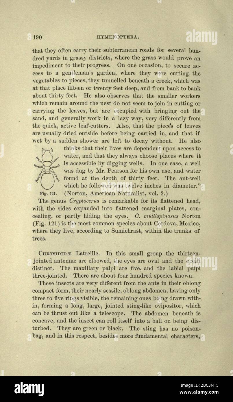 Guide to the study of insects Stock Photo - Alamy