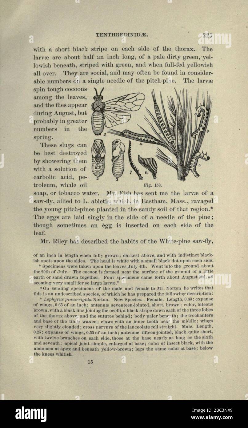 Guide to the study of insects Stock Photo - Alamy