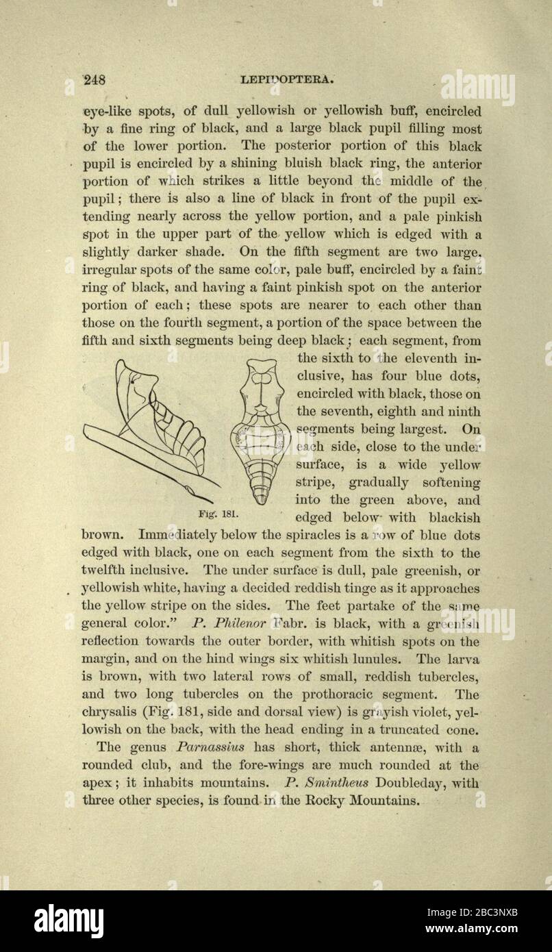 Guide to the study of insects Stock Photo - Alamy