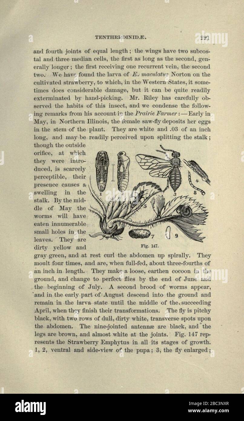 Guide to the study of insects Stock Photo - Alamy