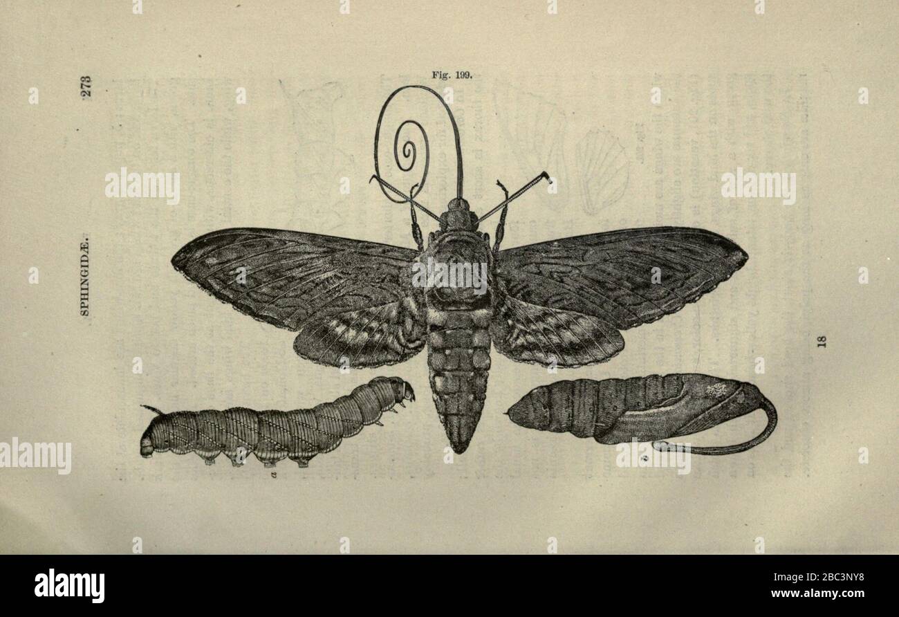 Guide to the study of insects Stock Photo - Alamy