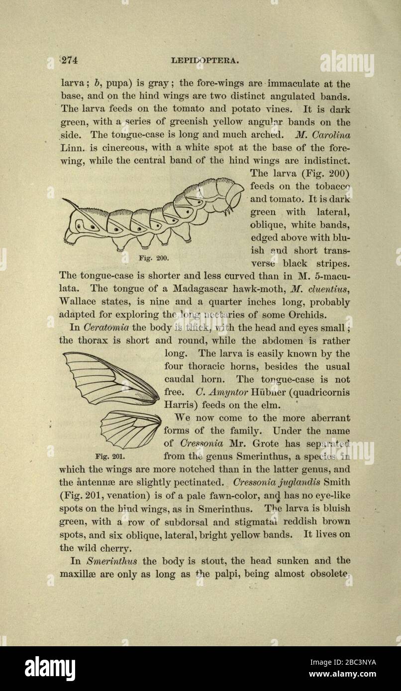 Guide to the study of insects Stock Photo - Alamy