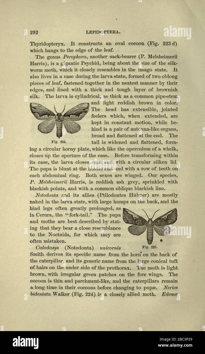 Guide to the study of insects Stock Photo - Alamy