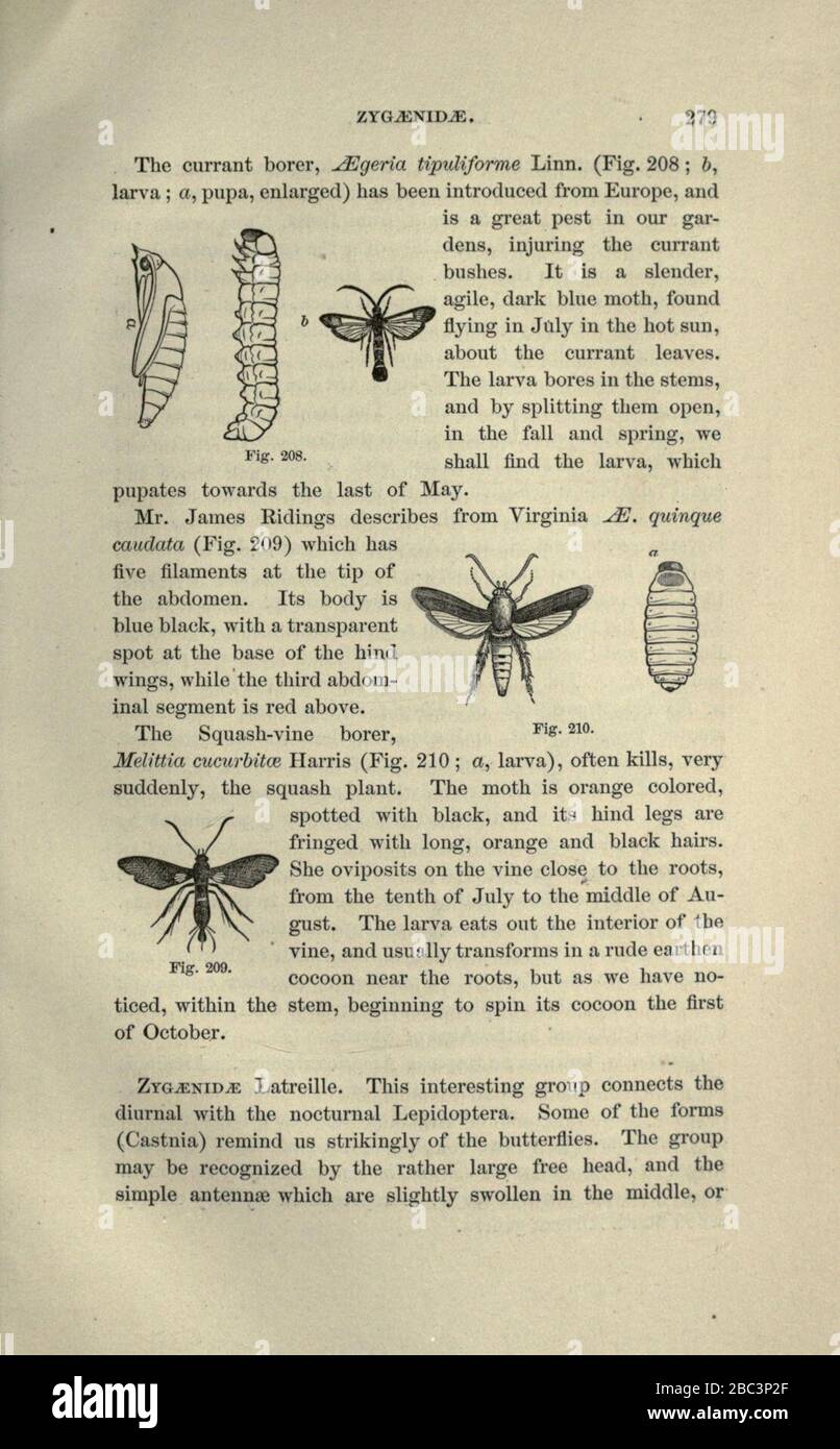Guide to the study of insects Stock Photo - Alamy