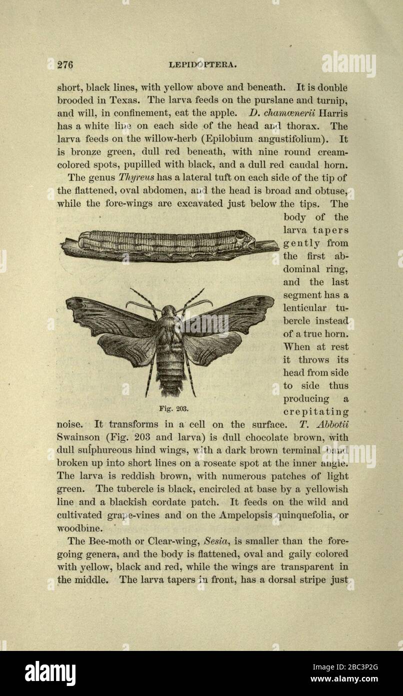 Guide to the study of insects Stock Photo - Alamy