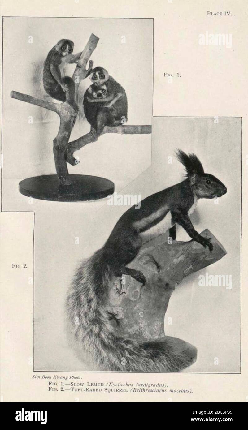 Guide to the zoological collections of the Raffles Museum, Singapore ...