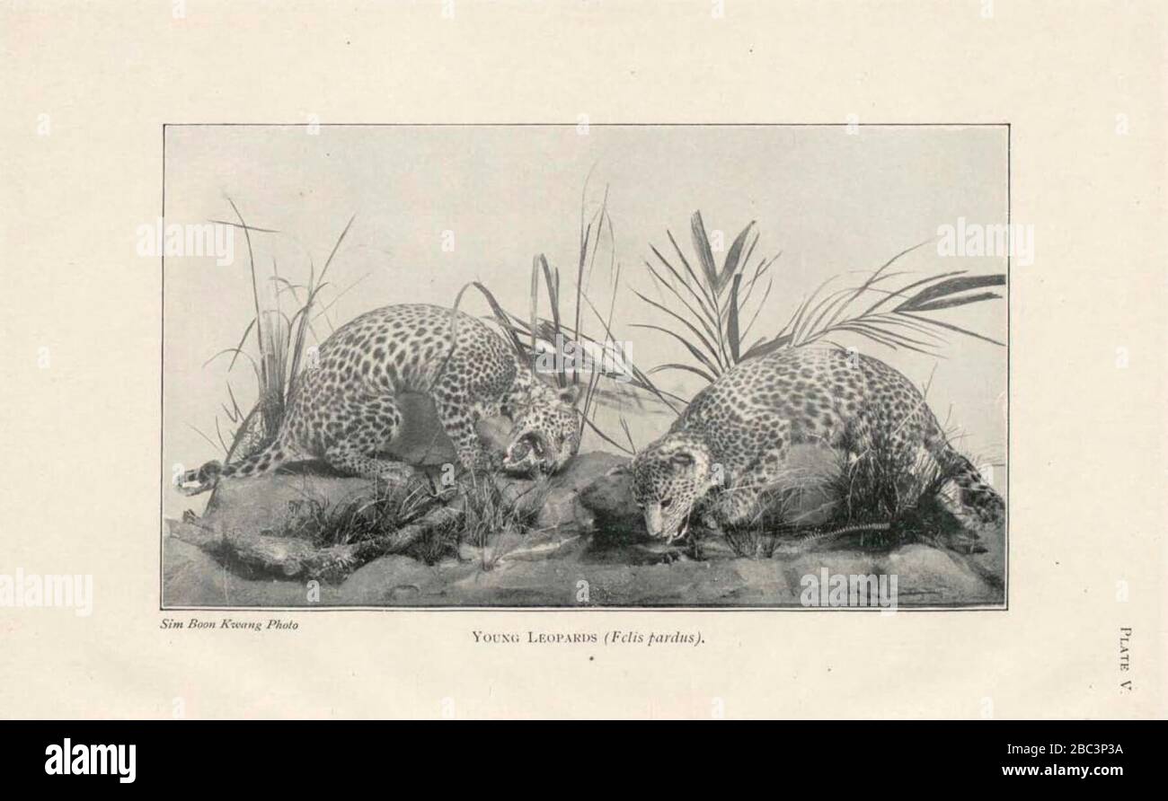 Guide to the zoological collections of the Raffles Museum, Singapore ...