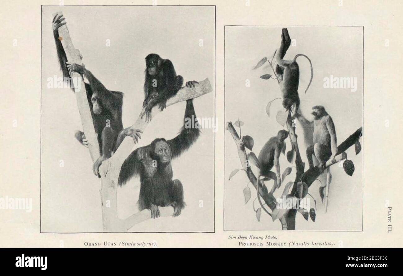 Guide to the zoological collections of the Raffles Museum, Singapore ...