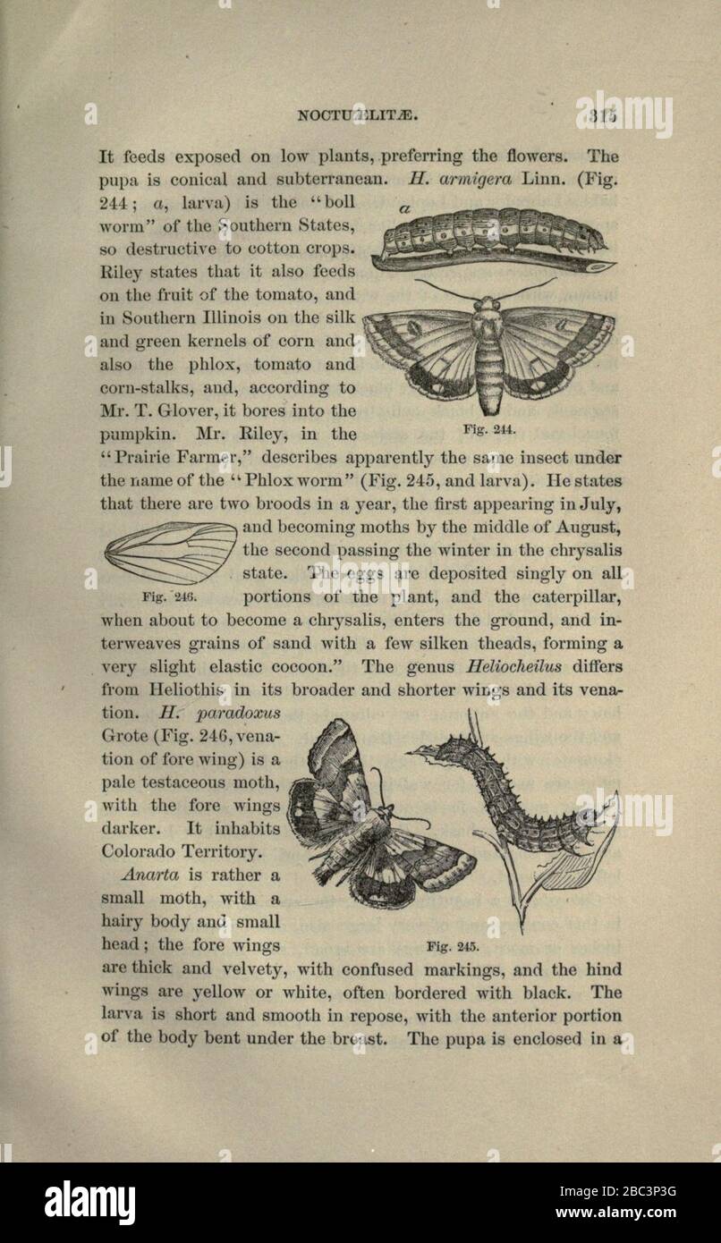 Guide to the study of insects Stock Photo - Alamy