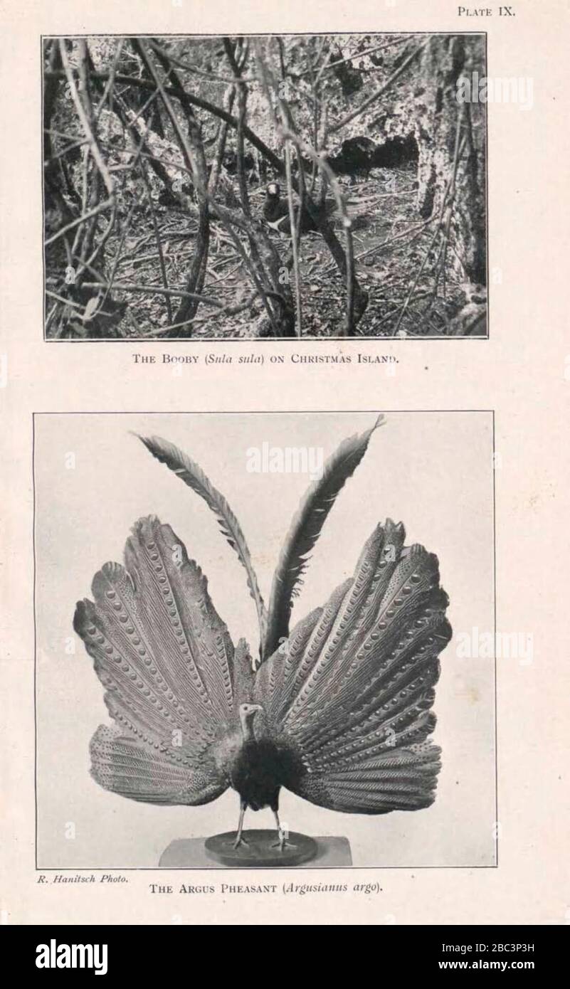 Guide to the zoological collections of the Raffles Museum, Singapore ...