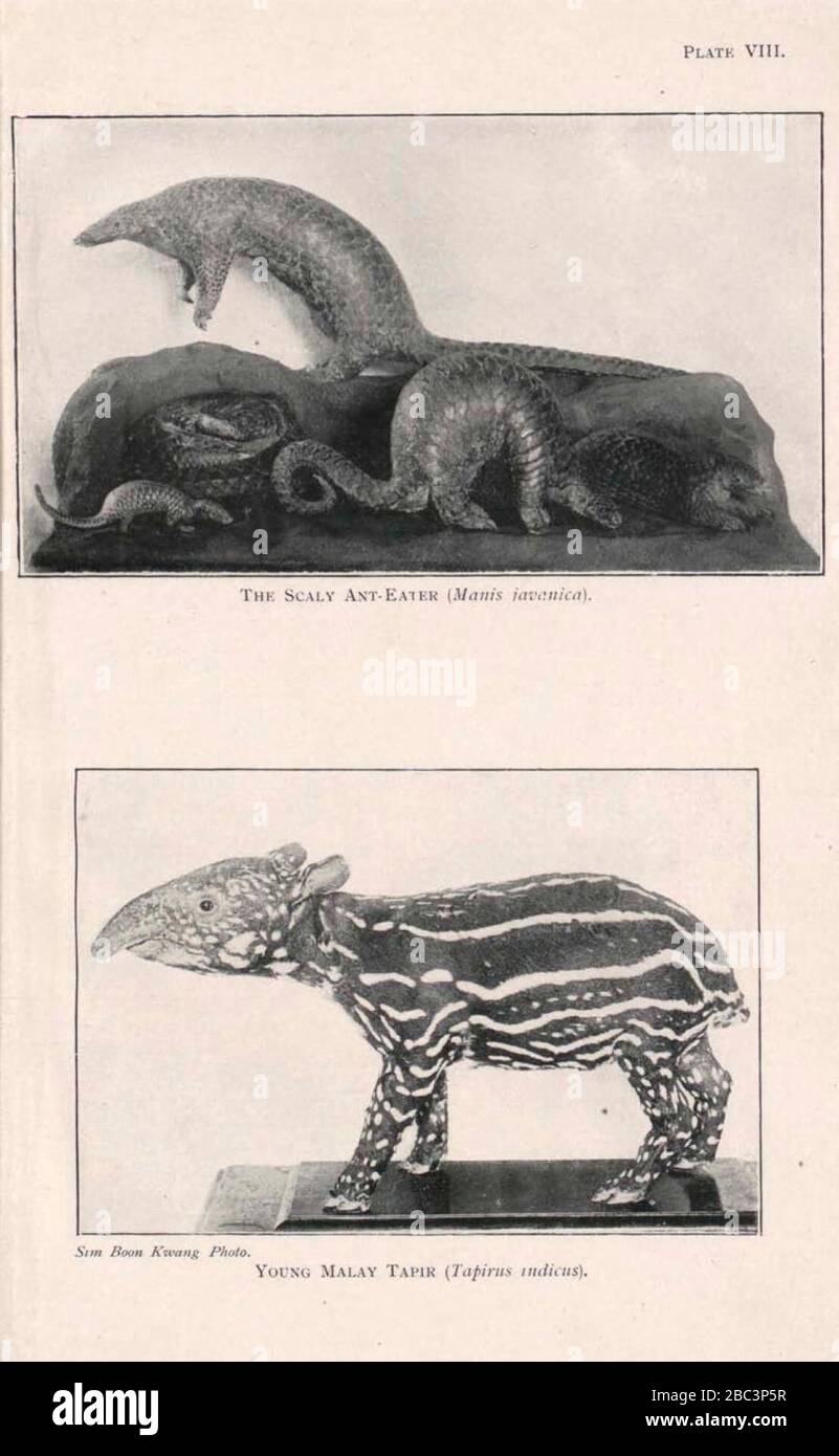 Guide to the zoological collections of the Raffles Museum, Singapore ...