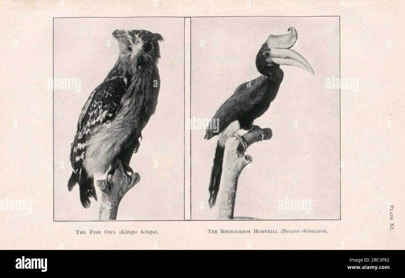 Guide to the zoological collections of the Raffles Museum, Singapore ...