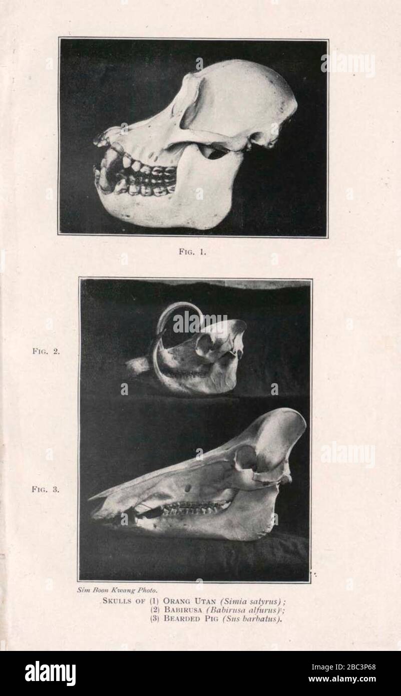 Guide to the zoological collections of the Raffles Museum, Singapore ...
