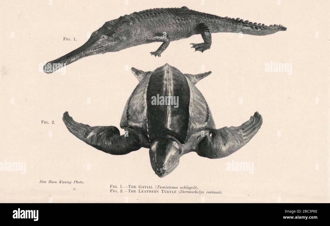 Guide to the zoological collections of the Raffles Museum, Singapore ...