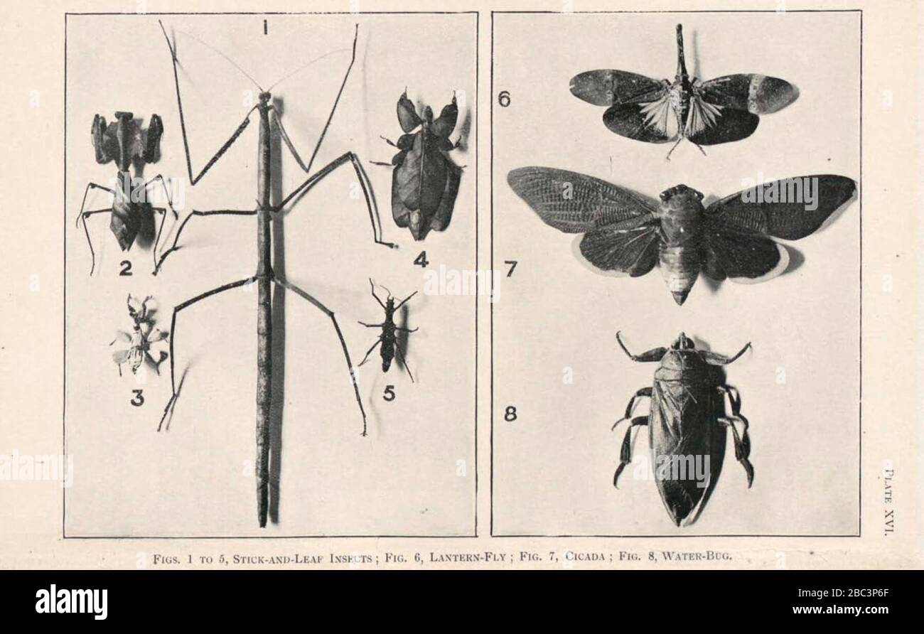 Guide to the zoological collections of the Raffles Museum, Singapore ...