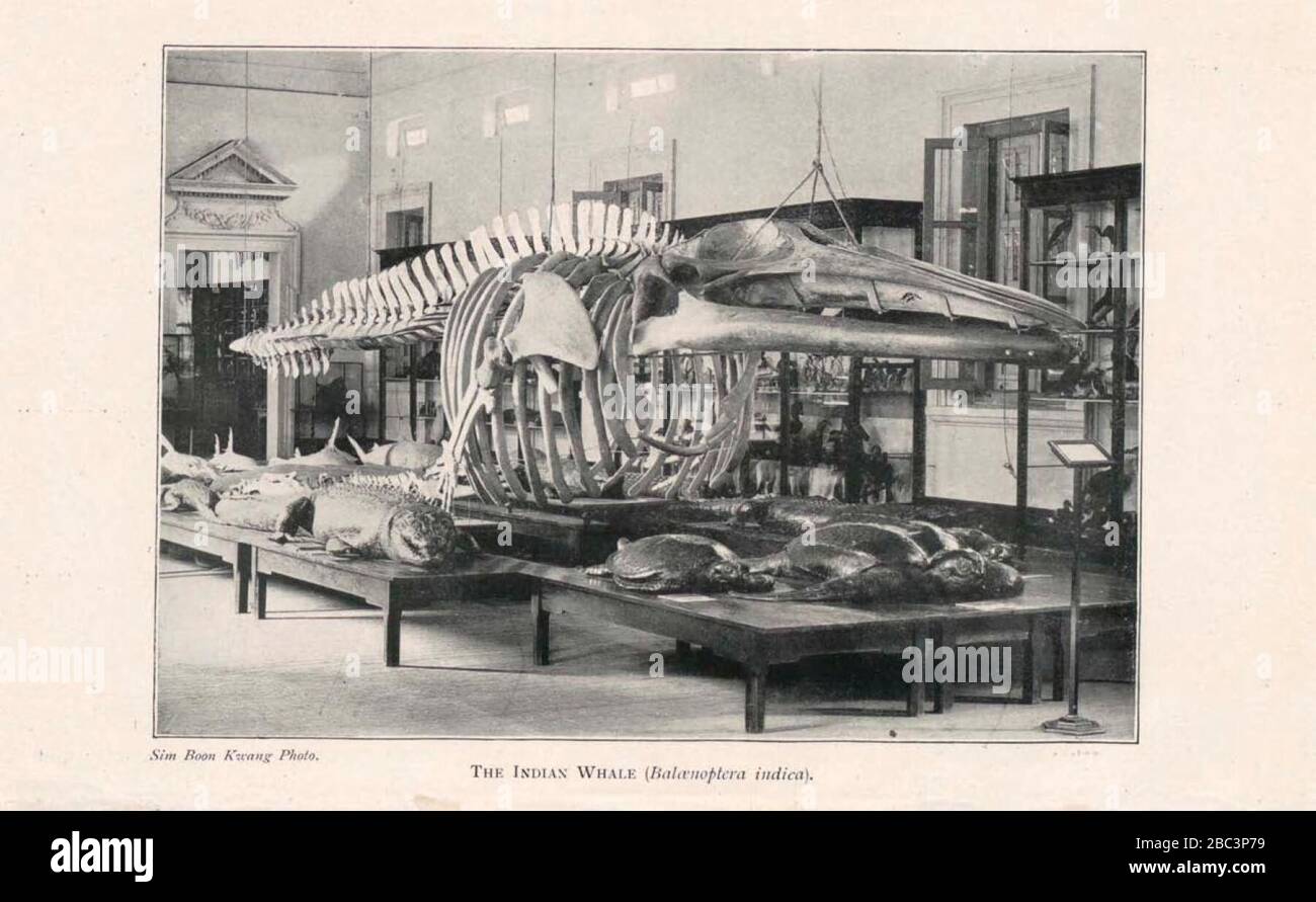 Guide to the zoological collections of the Raffles Museum, Singapore ...