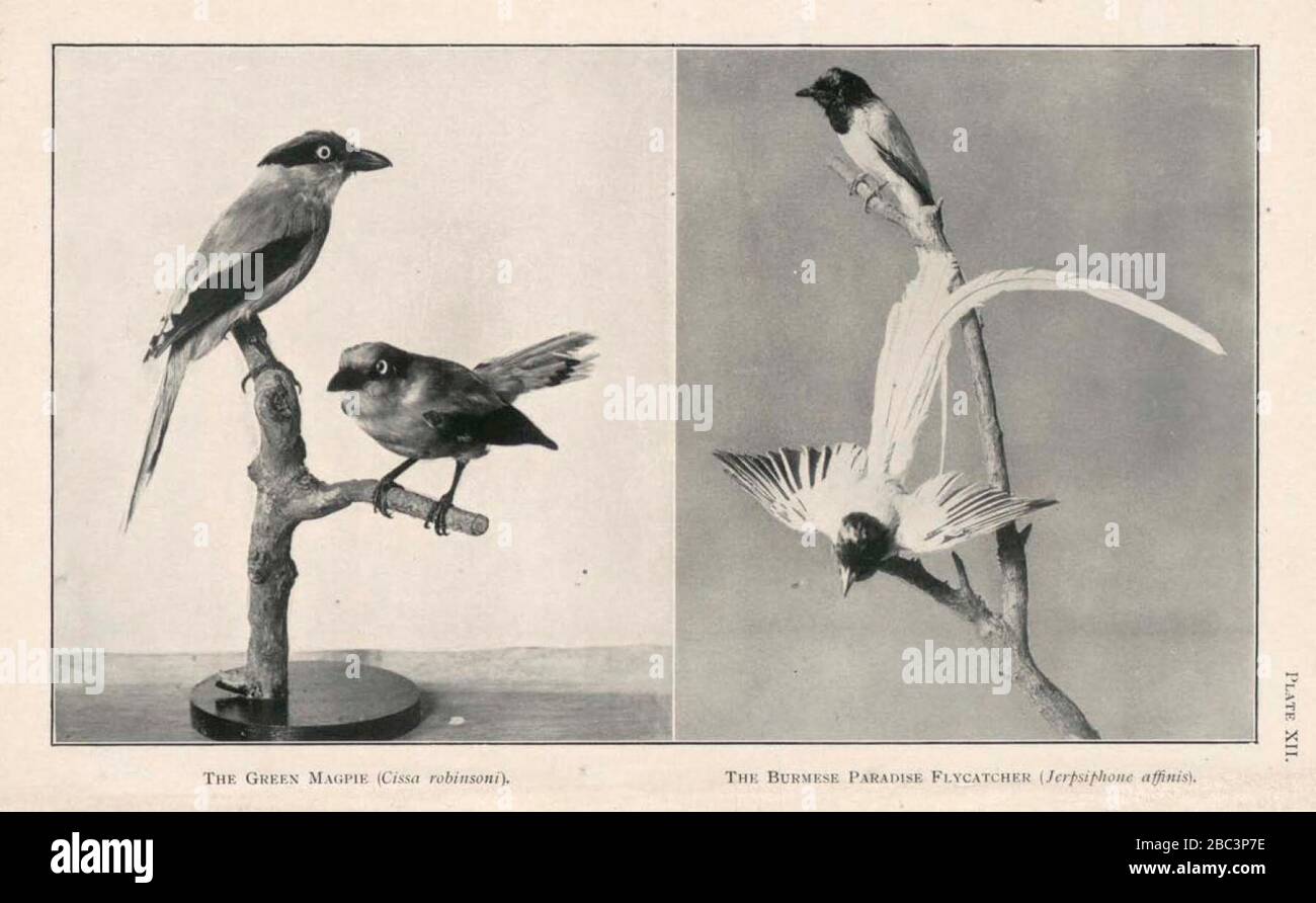 Guide to the zoological collections of the Raffles Museum, Singapore ...