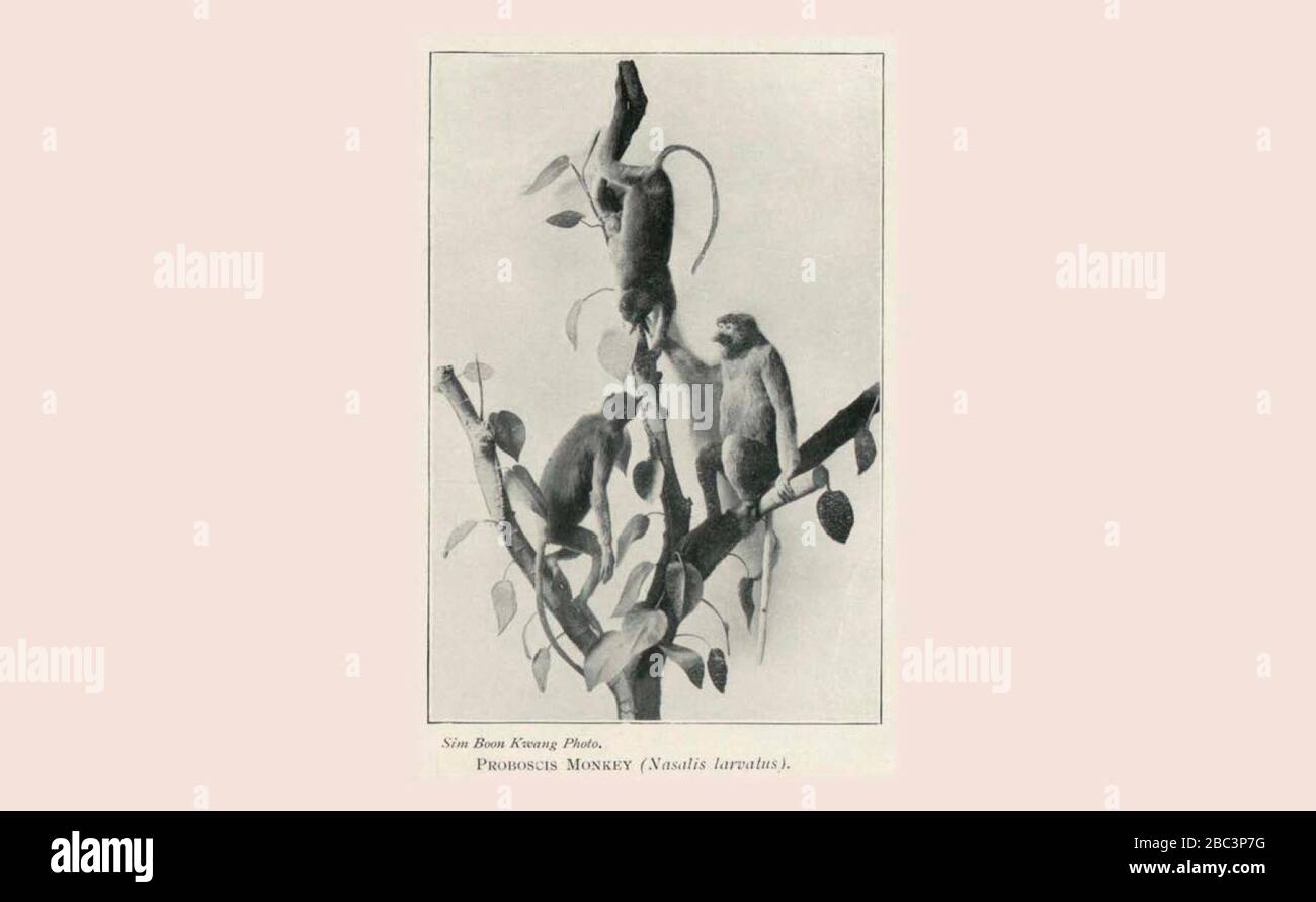 Guide to the zoological collections of the Raffles Museum, Singapore ...