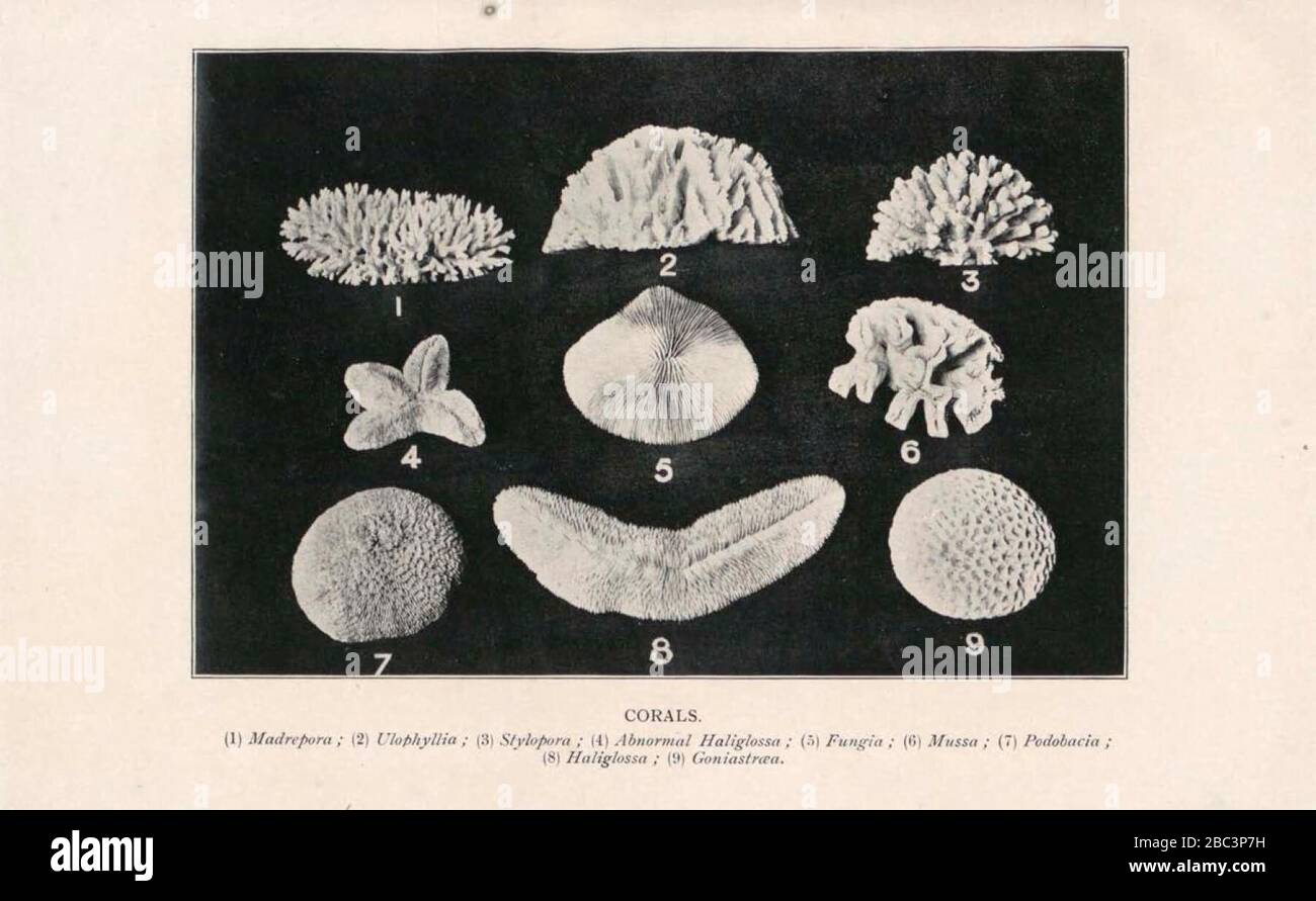 Guide to the zoological collections of the Raffles Museum, Singapore ...