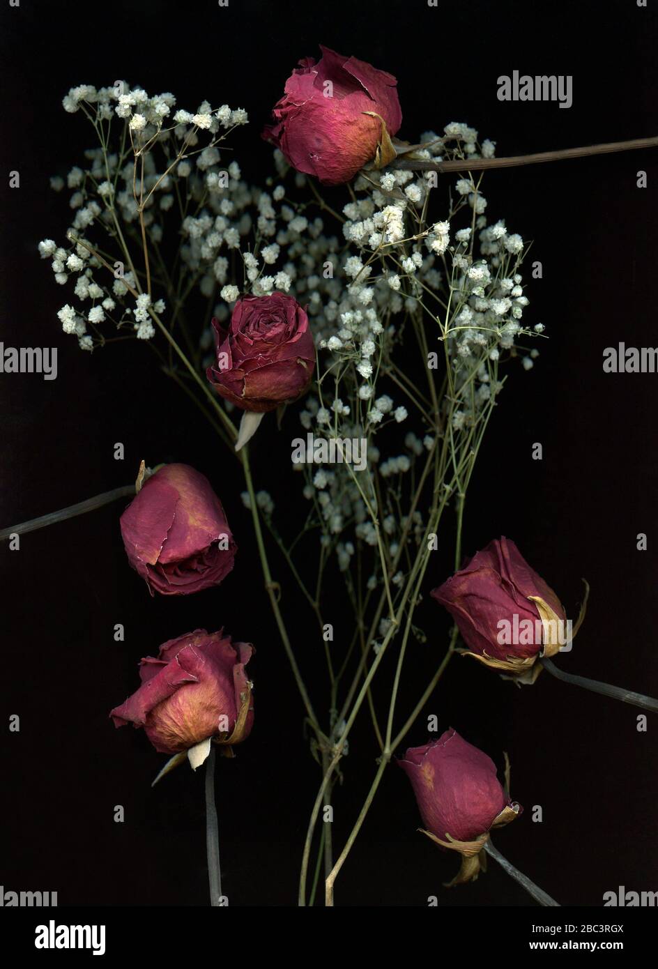 Dead pink rose hi-res stock photography and images - Alamy