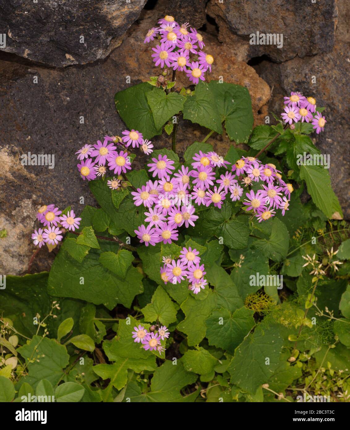 Pericallis echinata hi-res stock photography and images - Alamy