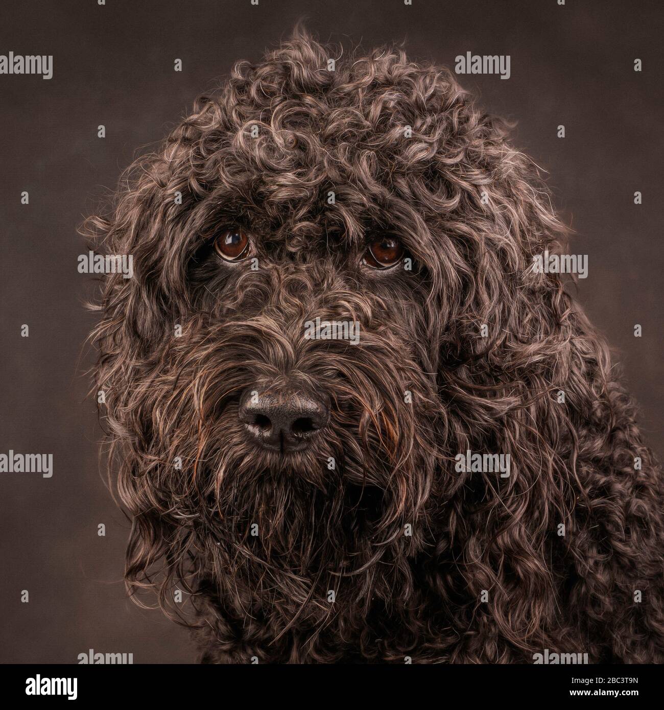 Barbet Dog Headshot Portrait Stock Photo - Alamy