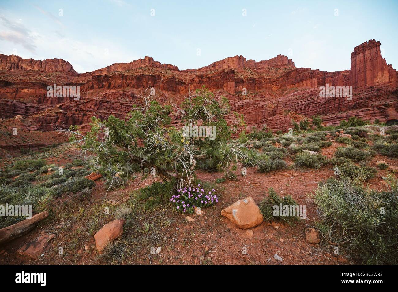 purple desert flowers blooming under fisher towers in the utah desert ...
