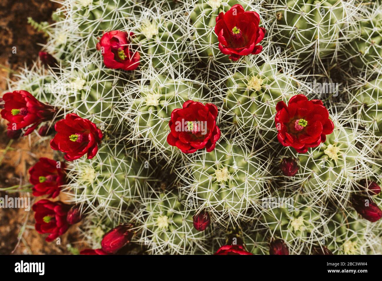 Moab utah cactus hi-res stock photography and images - Alamy