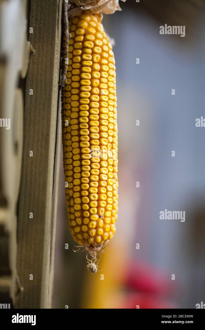 Large ear of corn hi-res stock photography and images - Alamy