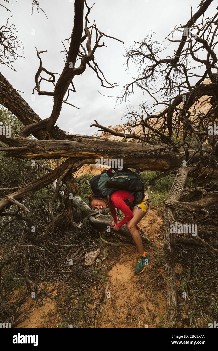 Under Fallen Tree High Resolution Stock Photography and Images - Alamy