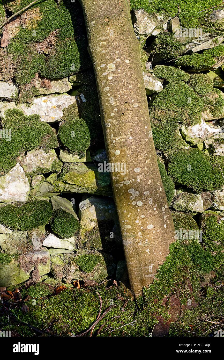 Tree trunk and dry stone wall Stock Photo - Alamy