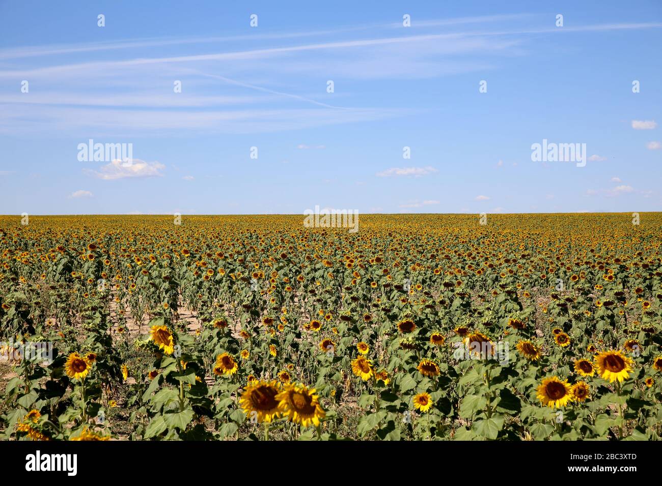 Beautiful Sunflower field during summer in Colorado Stock Photo - Alamy